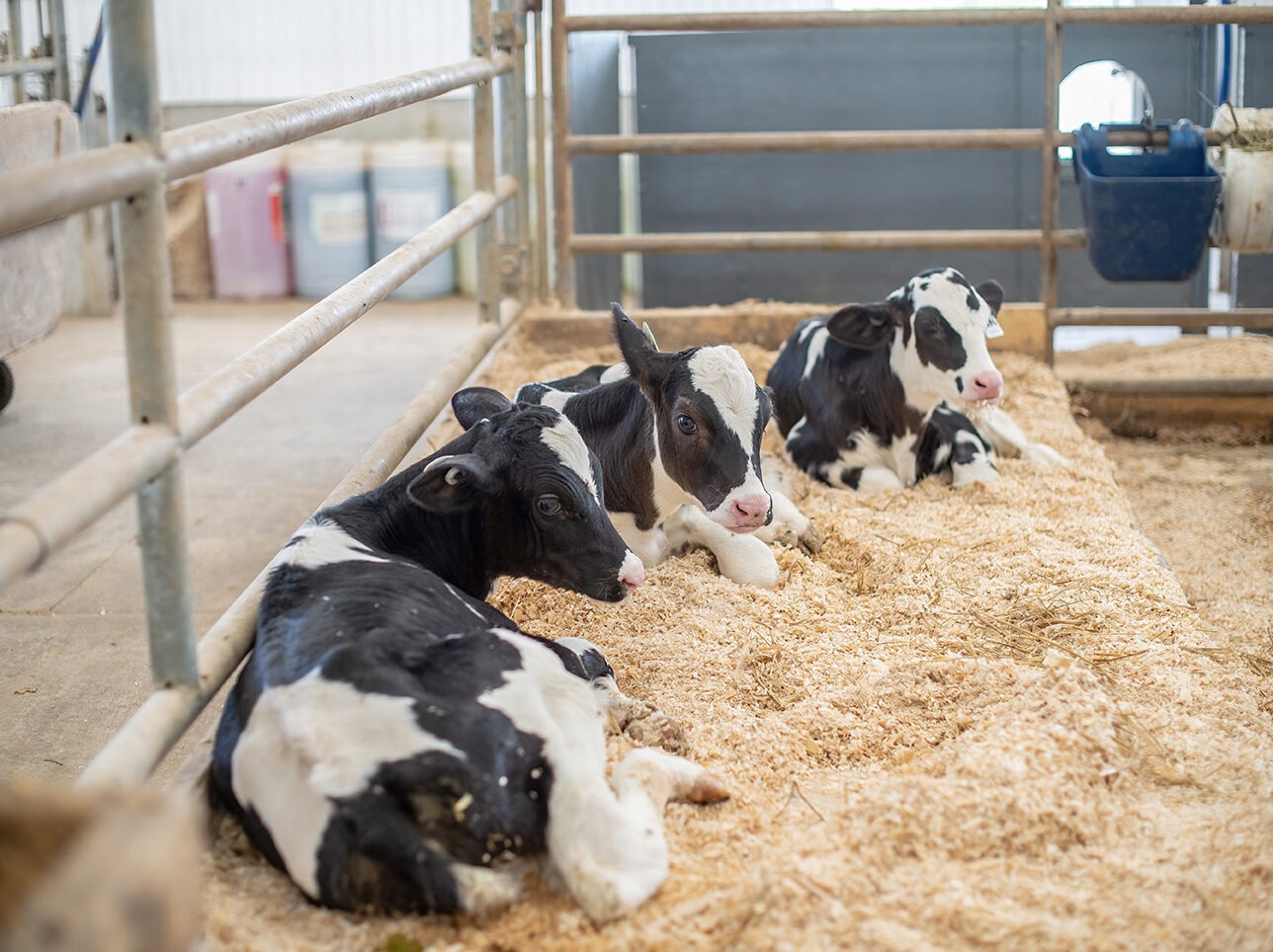 Animal Bedding – Shropshire Biomass Fuel